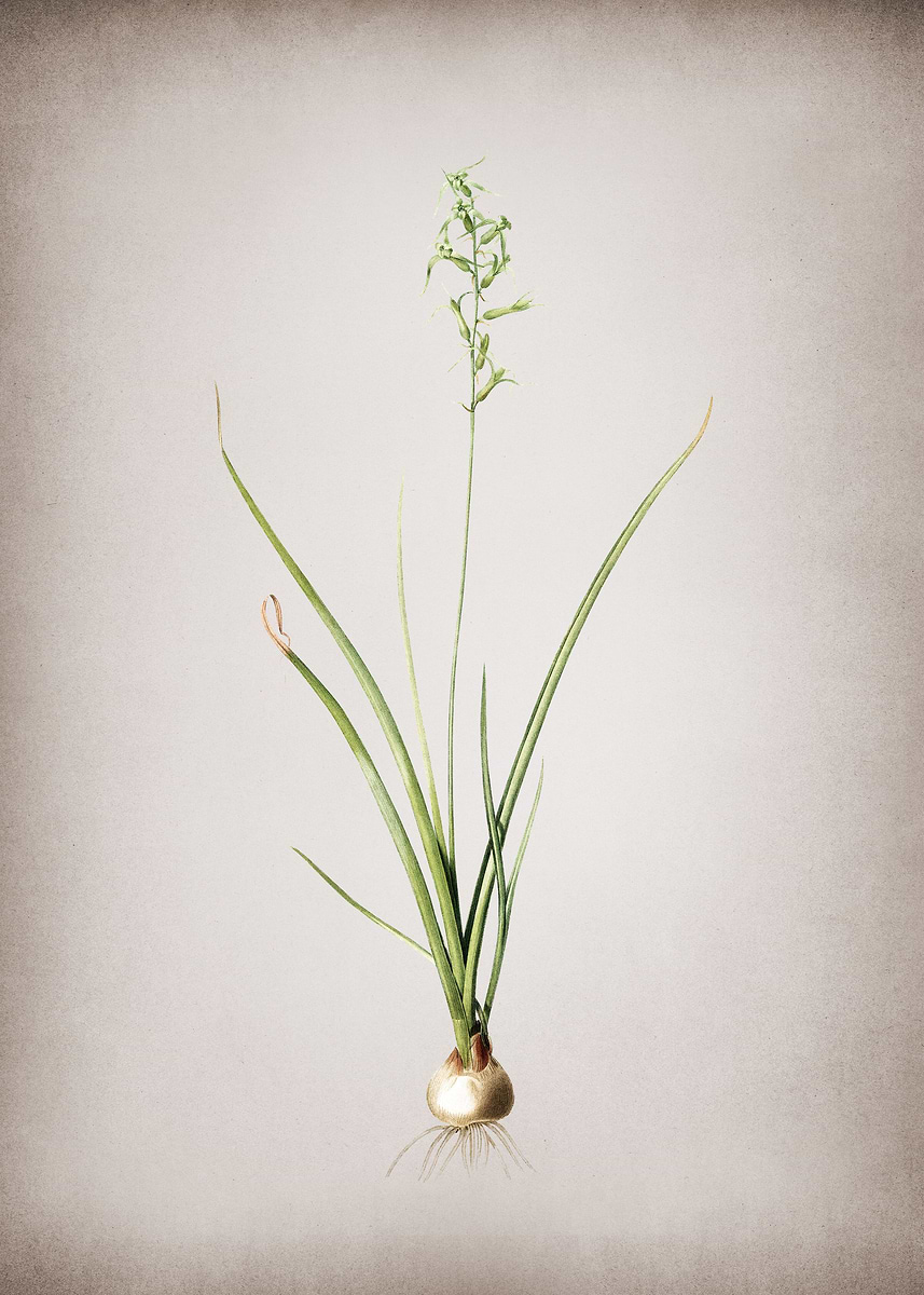 'Hyacinthus Viridis ' Poster, picture, metal print, paint by Holy Rock ...