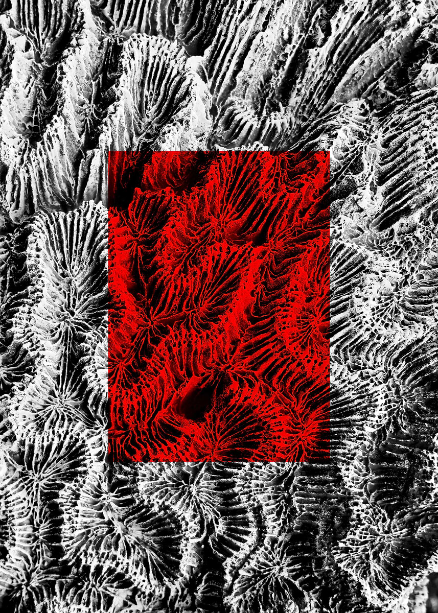 'Red Macros of Nedunteevu' Poster, picture, metal print, paint by ...