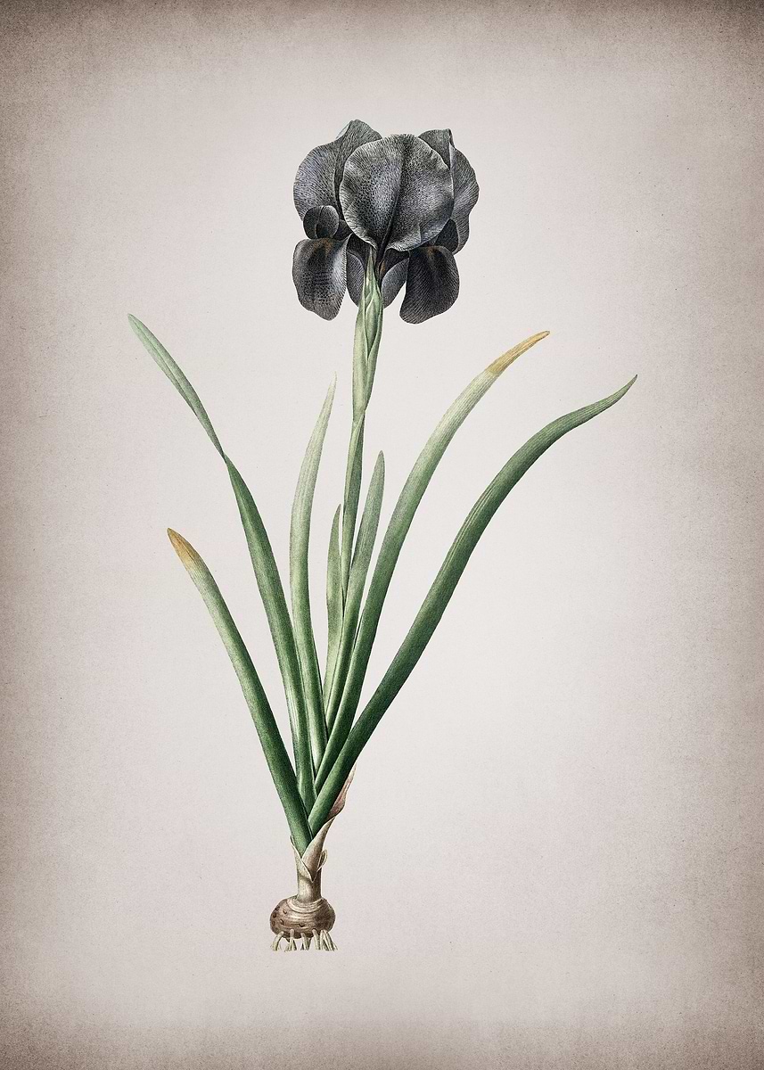 'Vintage Mourning Iris' Poster, picture, metal print, paint by Holy ...