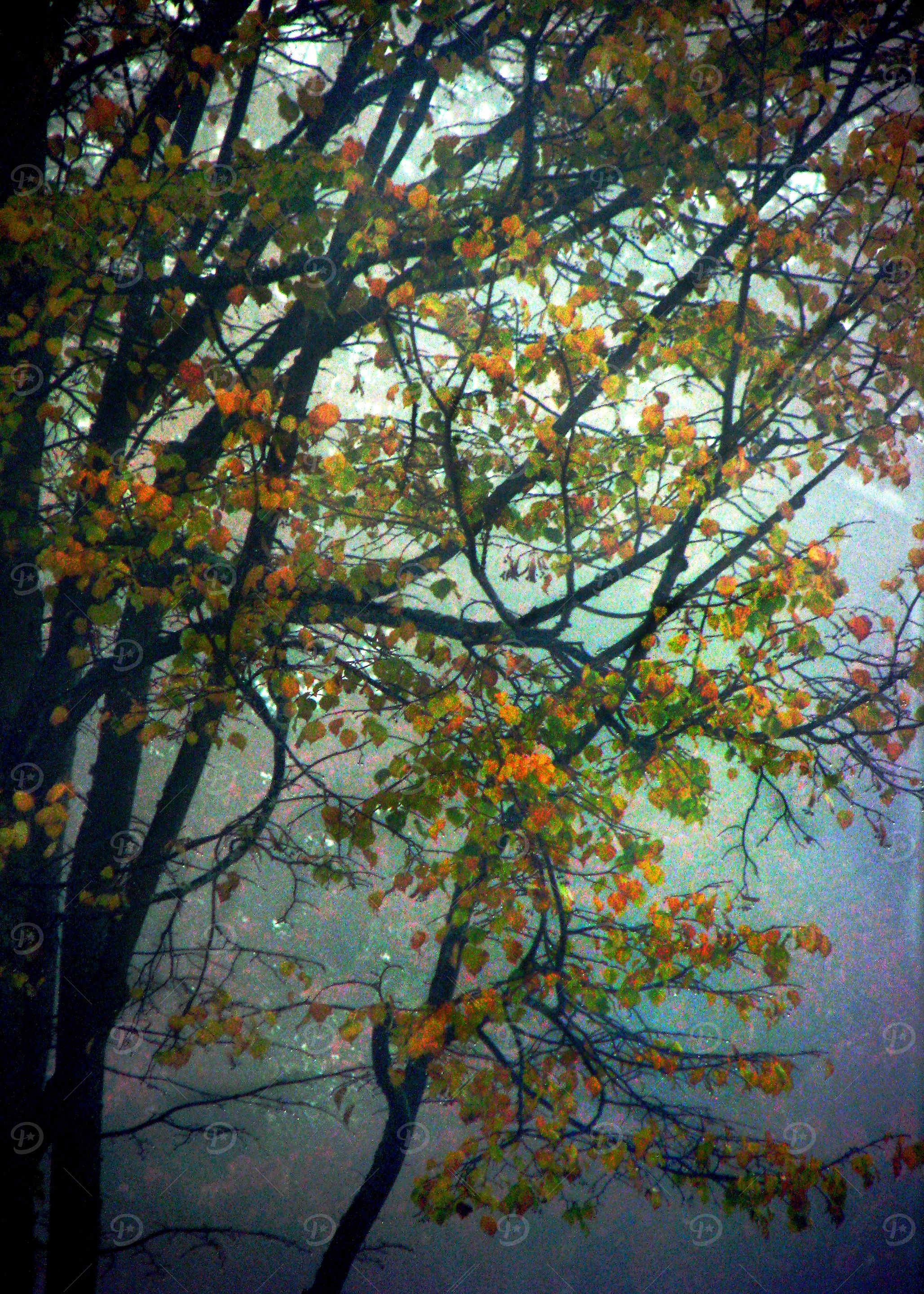 'Autumn Fog 1' Poster, picture, metal print, paint by Jaeda DeWalt ...