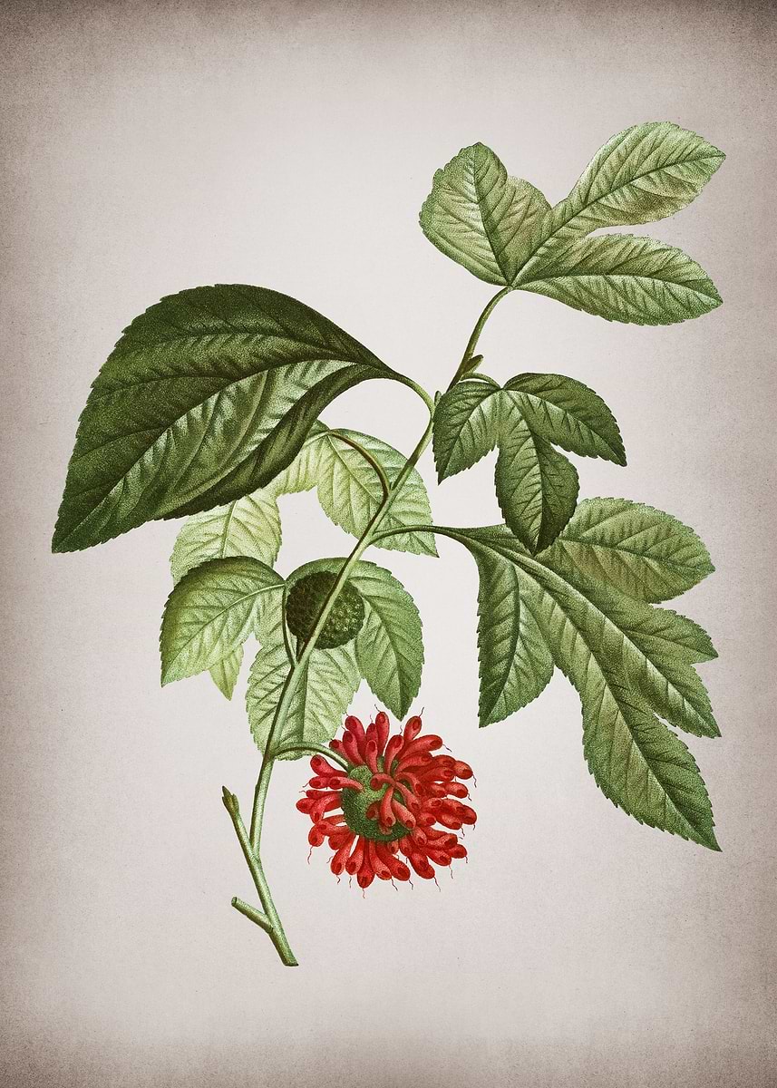 'Vintage Paper Mulberry' Poster, picture, metal print, paint by Holy ...