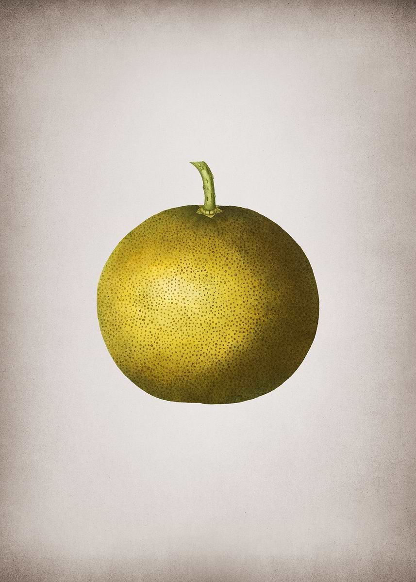 'Vintage Adams Apple' Poster, picture, metal print, paint by Holy Rock ...