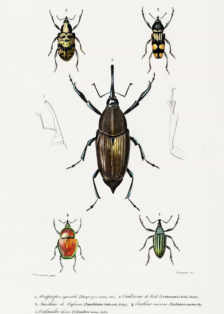 'Different Types Of Weevils' Poster, picture, metal print, paint by ...