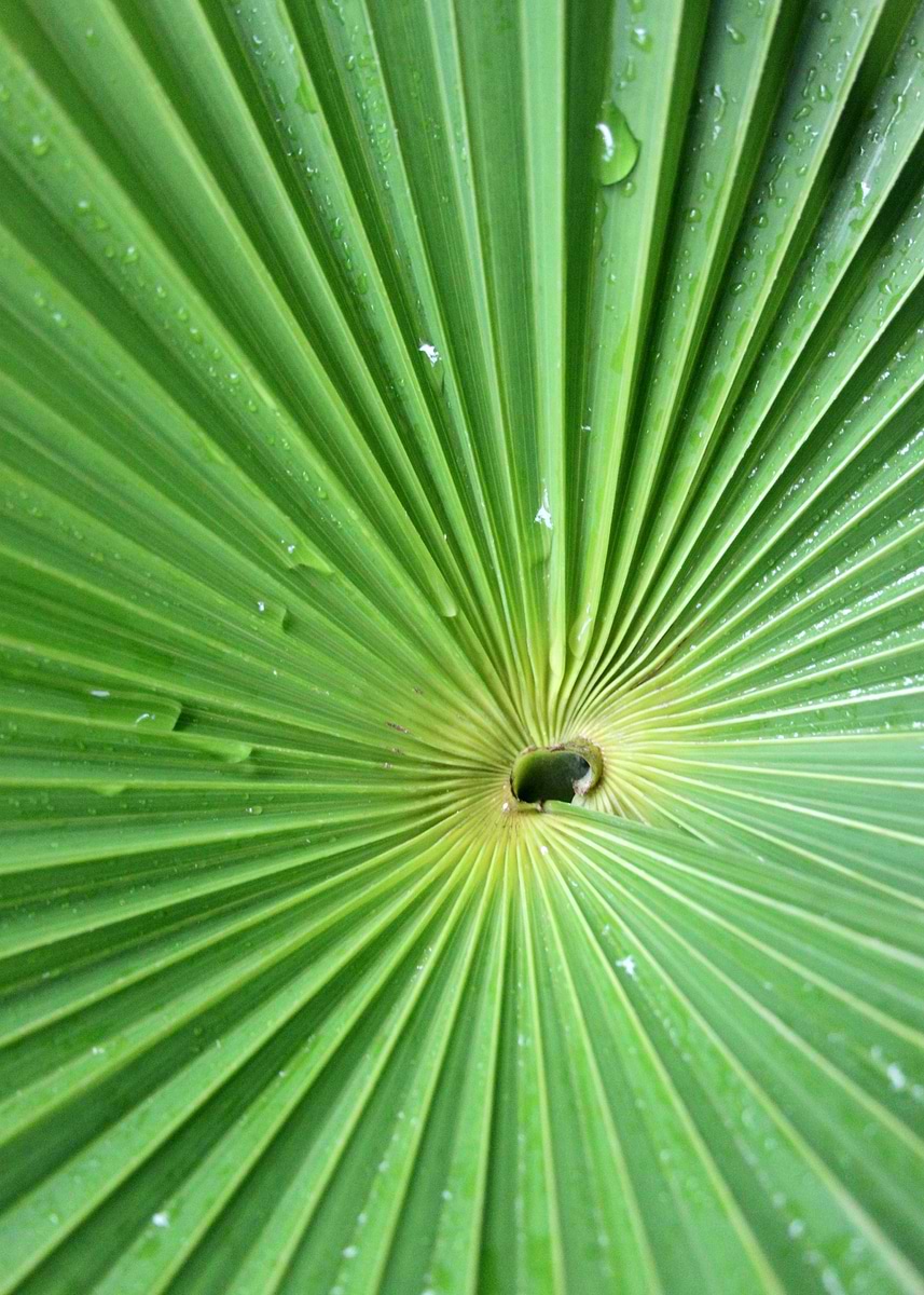'Palm Leaf Macro ' Poster, picture, metal print, paint by Lucy | Displate