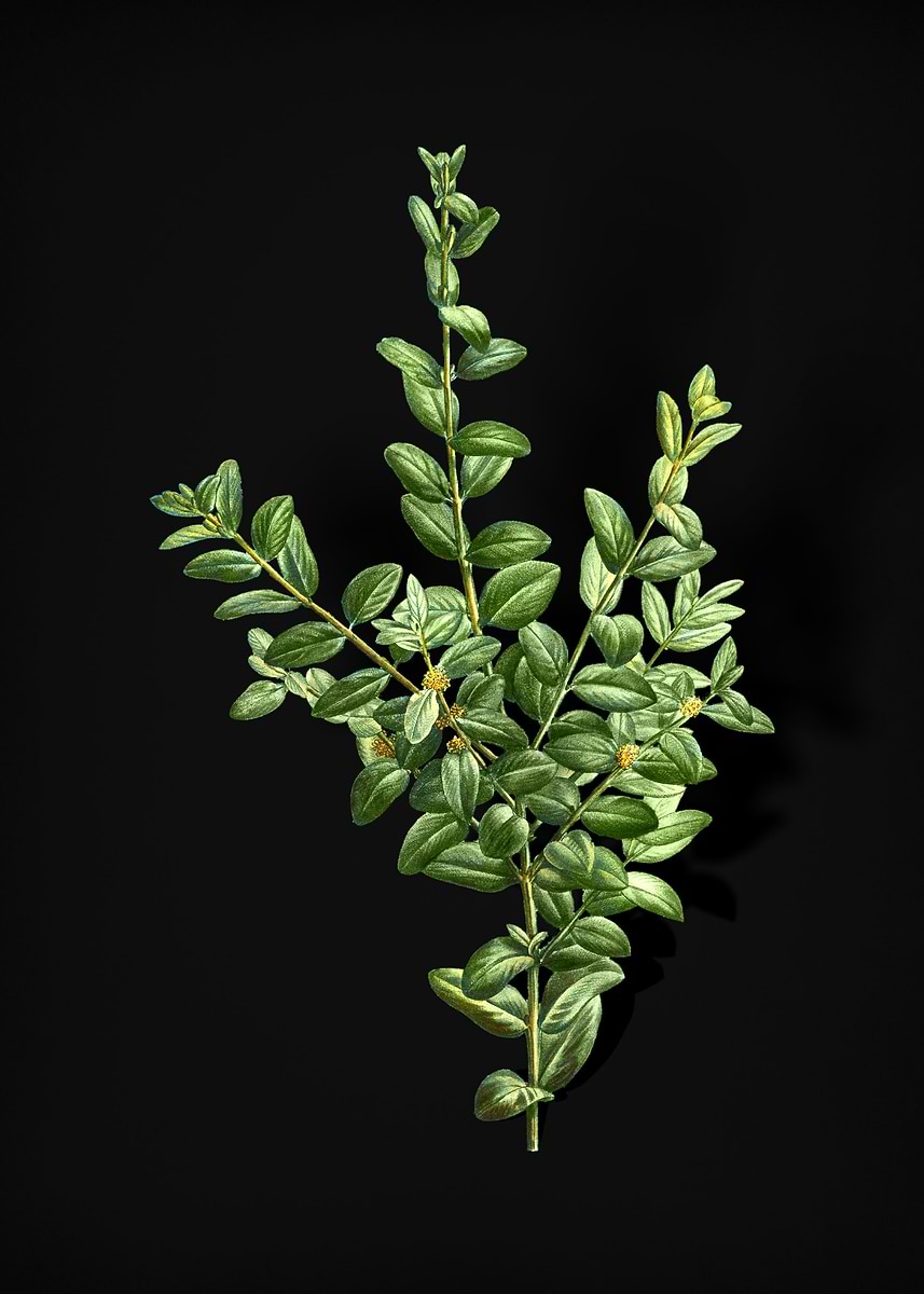 'Vintage Boxwood Bush' Poster, picture, metal print, paint by Holy Rock ...
