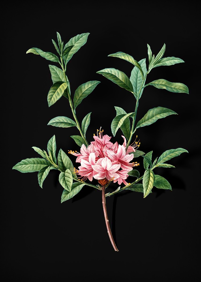 'Vintage Blooming Azalea' Poster, picture, metal print, paint by Holy ...