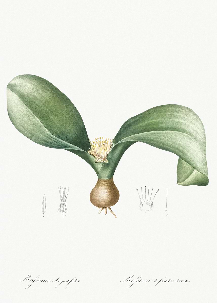 'Hedgehog Lily Illustration' Poster, picture, metal print, paint by ...