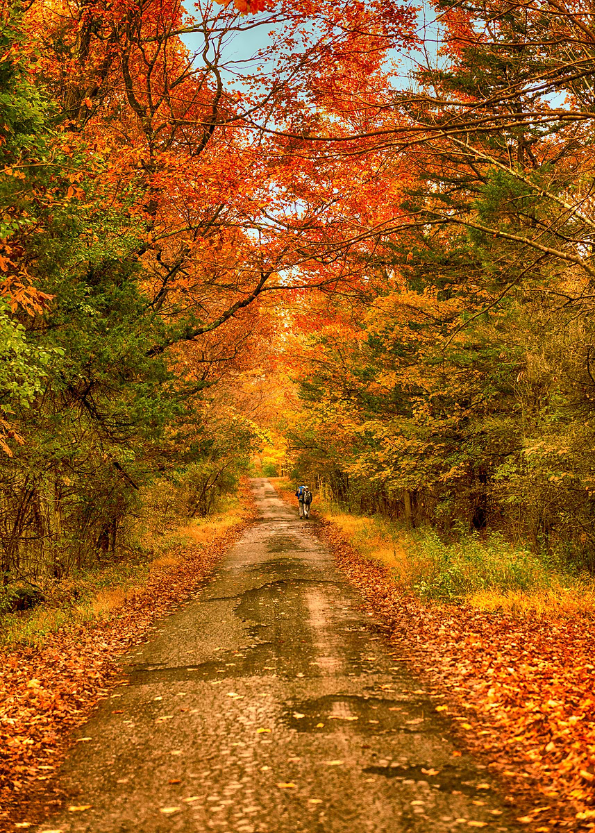 'The Road less Traveled ' Poster, picture, metal print, paint by Manny ...