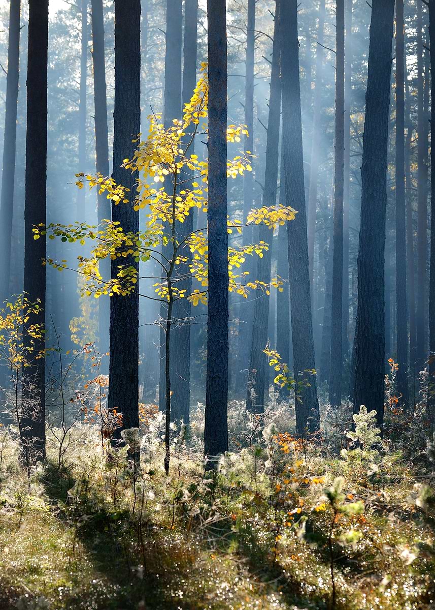 'Colorful Lonely Tree In Th' Poster, picture, metal print, paint by ...