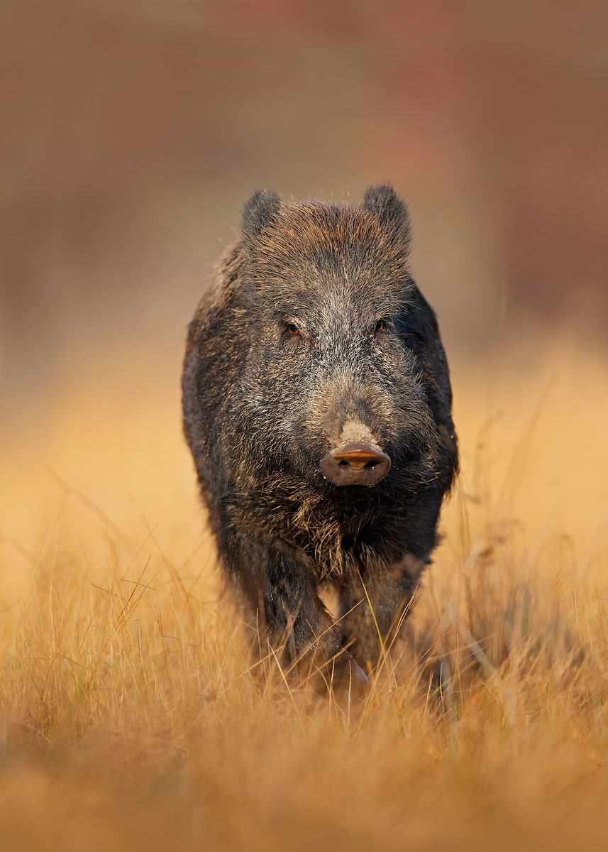 'Big Wild Boar Sus Scrofa R' Poster, picture, metal print, paint by ...