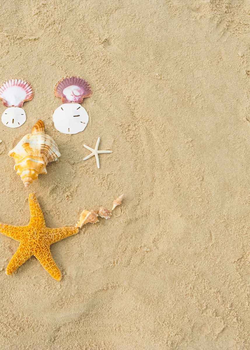 'Seashells At Beach' Poster, picture, metal print, paint by Stunning ...