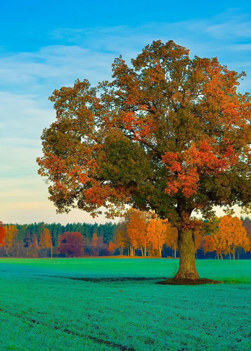 'Colorful Lonely Tree In Th' Poster, picture, metal print, paint by ...