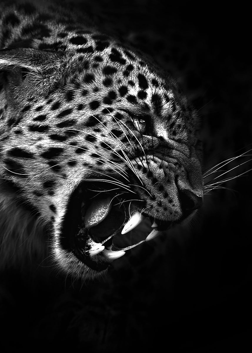 'angry leopard head poster ' Poster, picture, metal print, paint by m5 ...