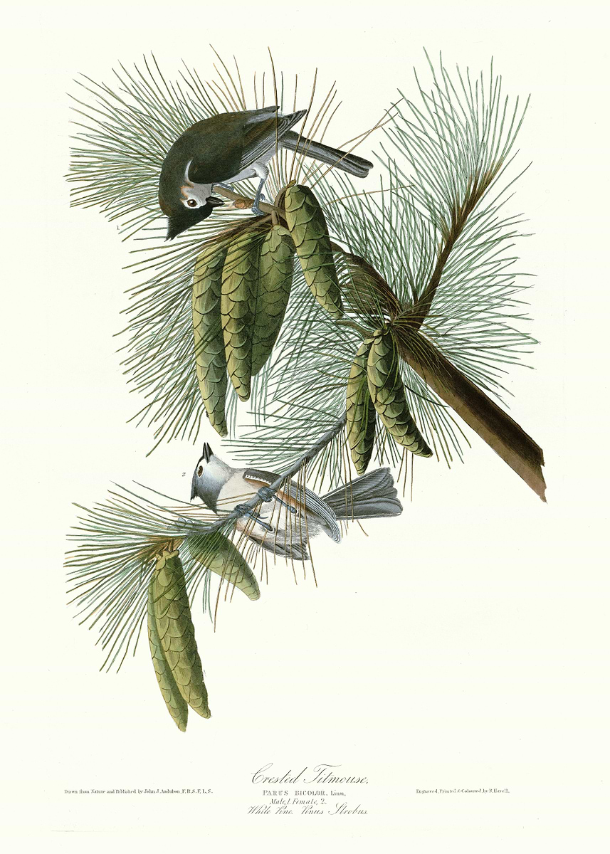 ' Crested Titmouse' Poster, picture, metal print, paint by Old master ...