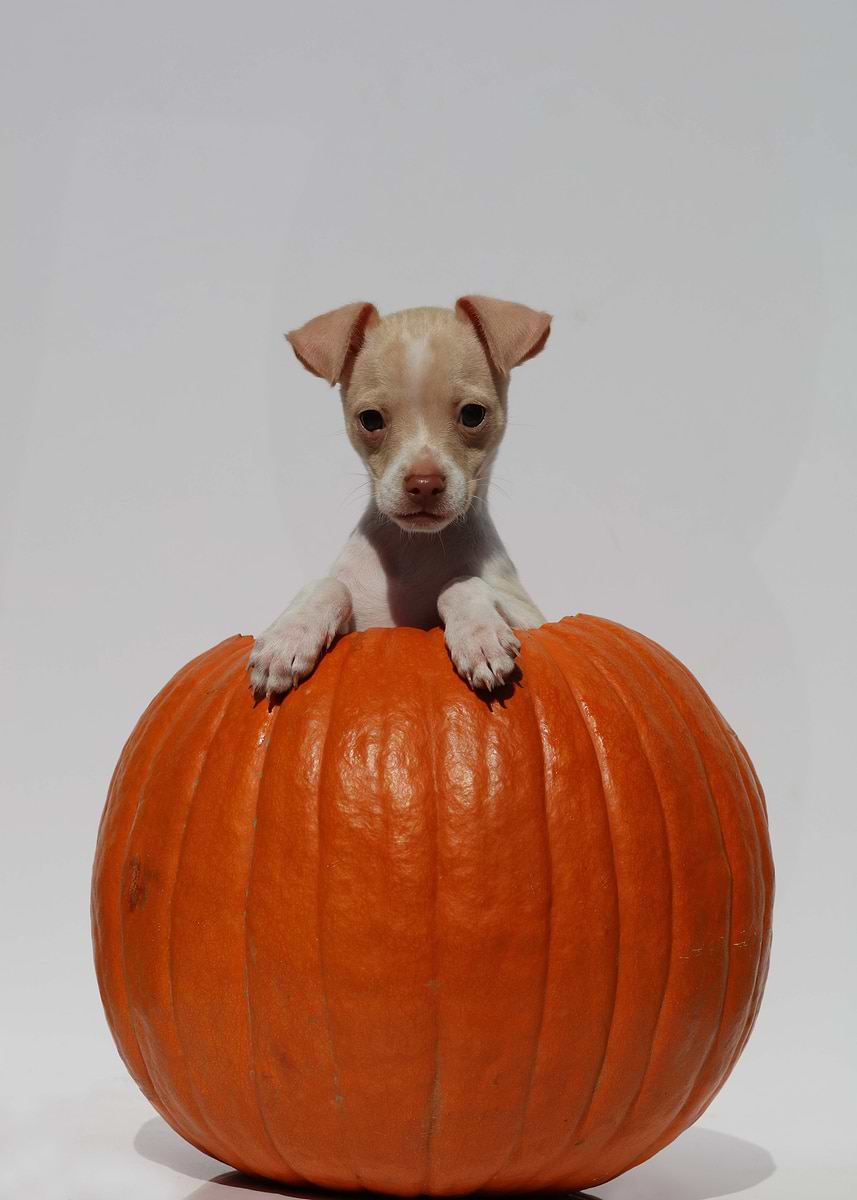 'Pumpkin puppy' Poster, picture, metal print, paint by Melanie Kowasic ...