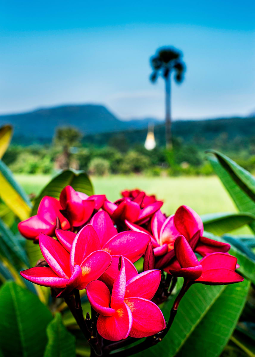 'Frangipani View' Poster, picture, metal print, paint by Kevin Landwer ...