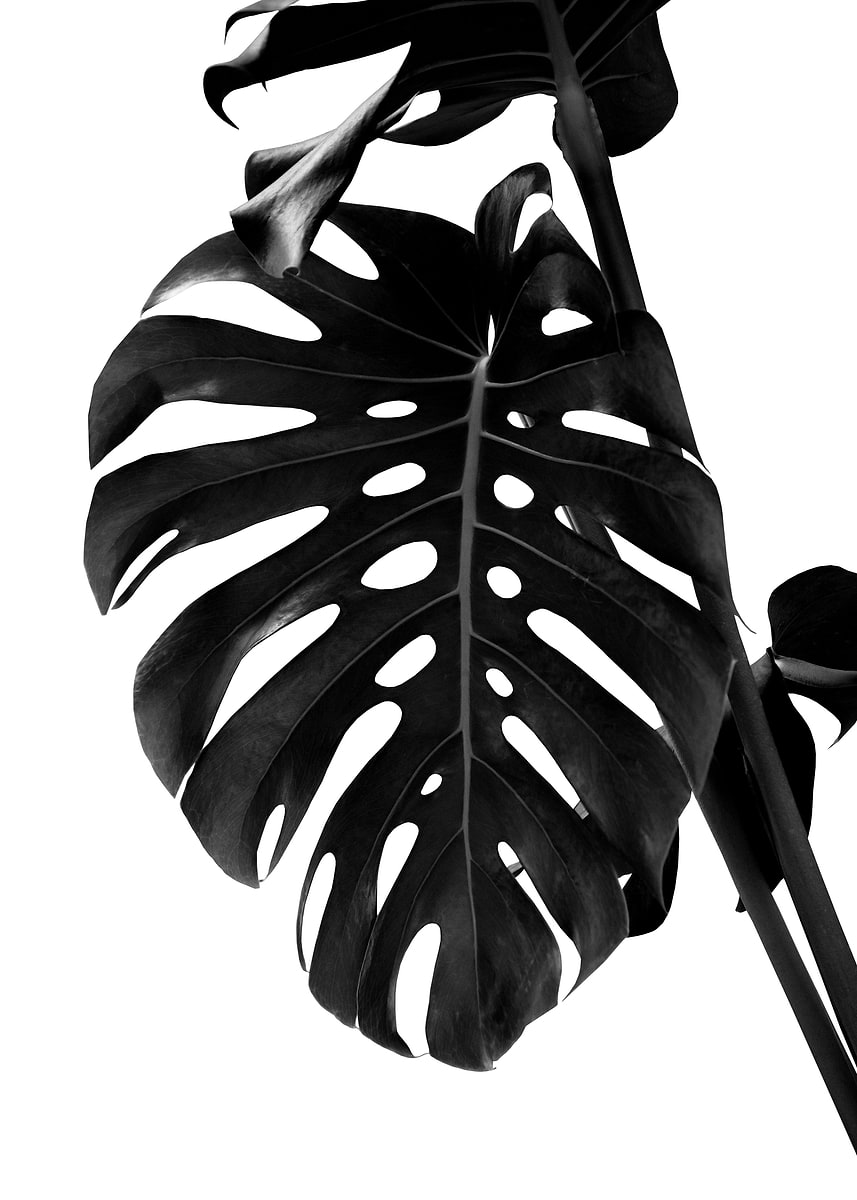 'Monstera Delight 2 ' Poster, picture, metal print, paint by Anita's ...