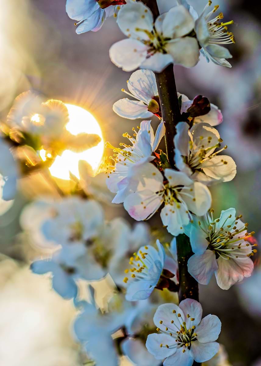 'Apricot Flowers At Sunset' Poster, picture, metal print, paint by Art ...