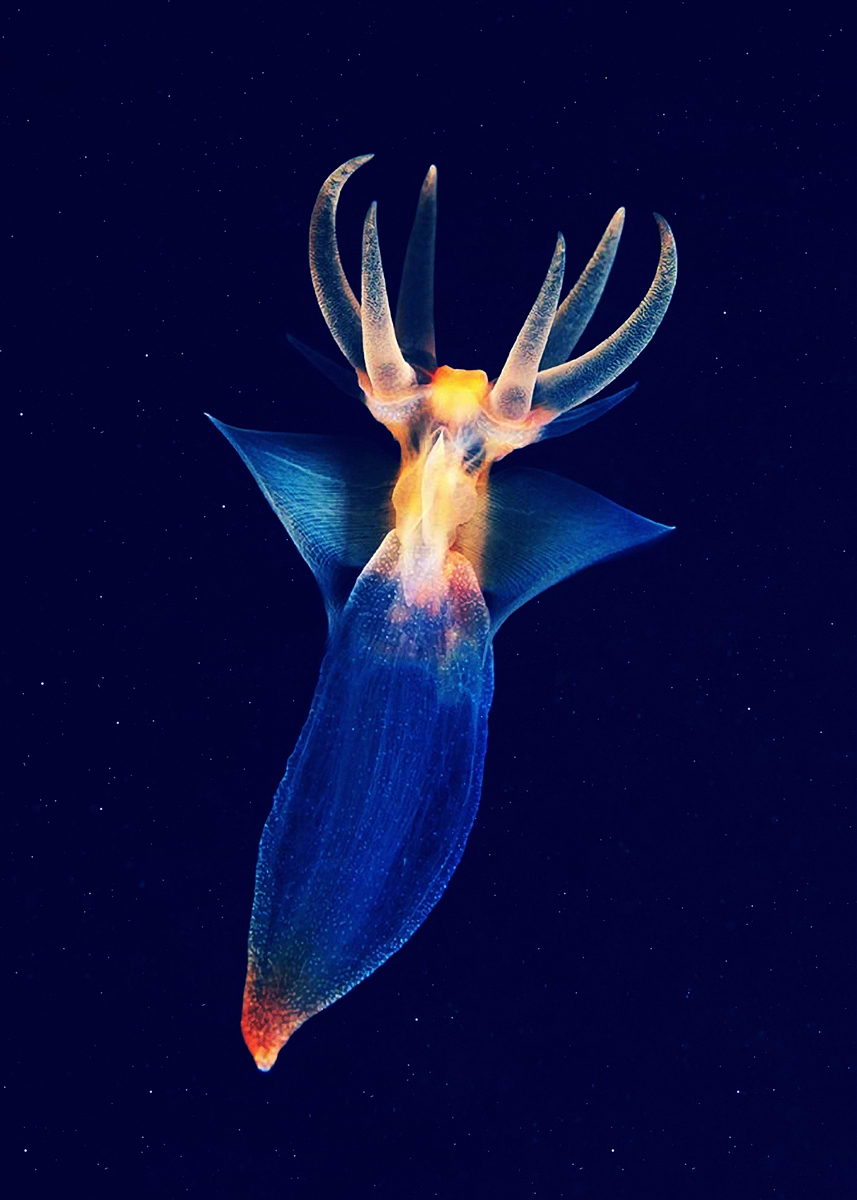'Ruthless sea butterfly' Poster, picture, metal print, paint by ...
