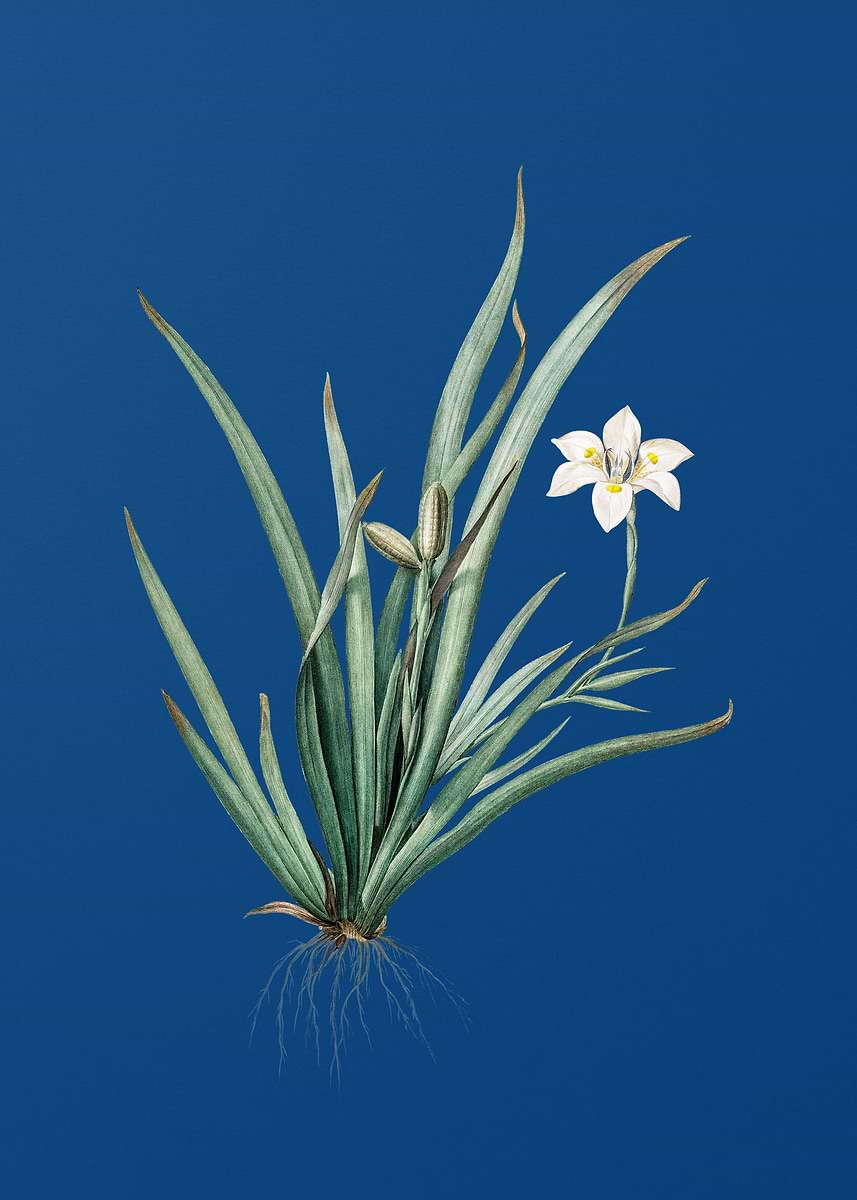 'Fortnight Lily on Blue' Poster, picture, metal print, paint by Holy ...