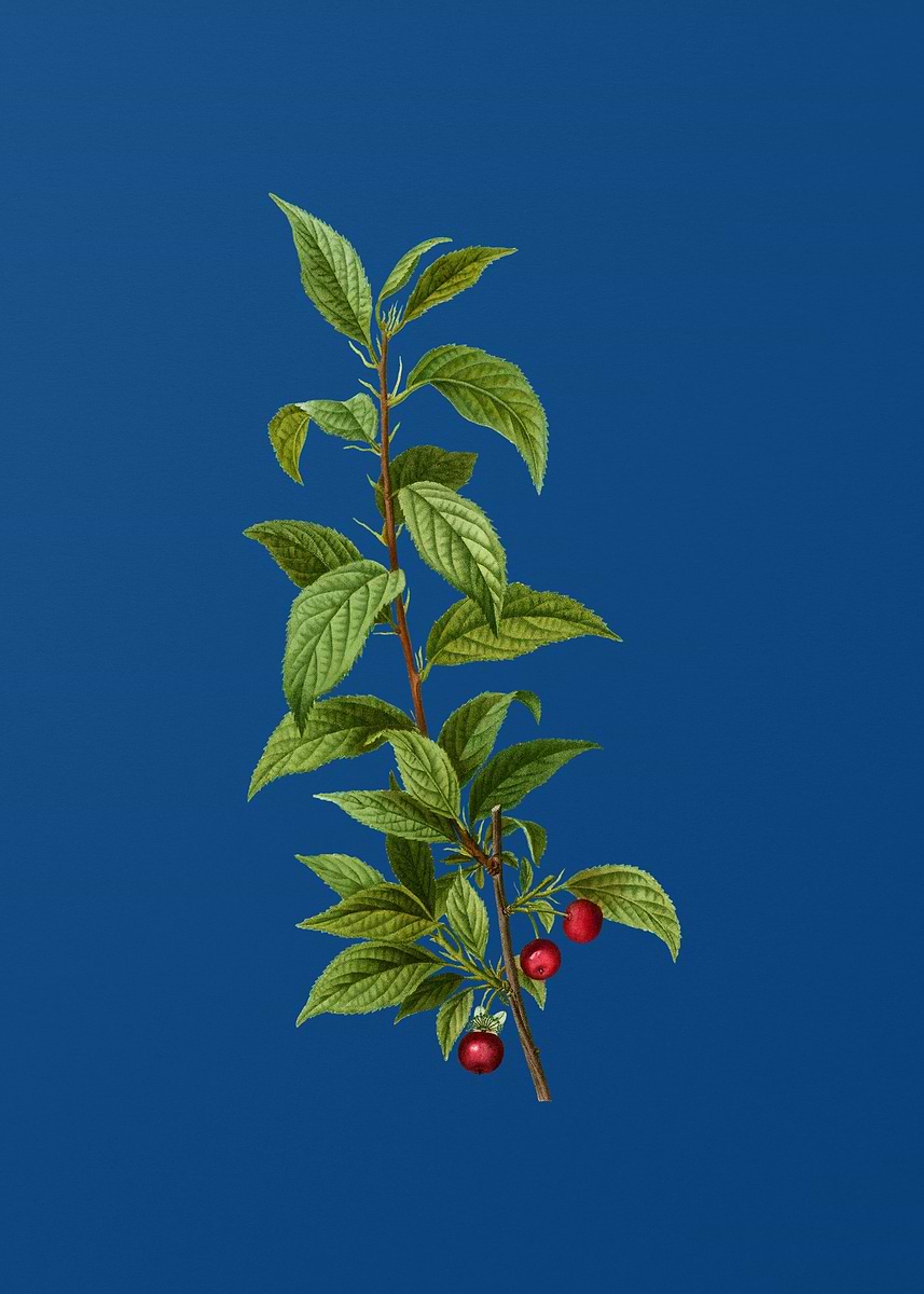 'Cherry on Classic Blue' Poster, picture, metal print, paint by Holy ...
