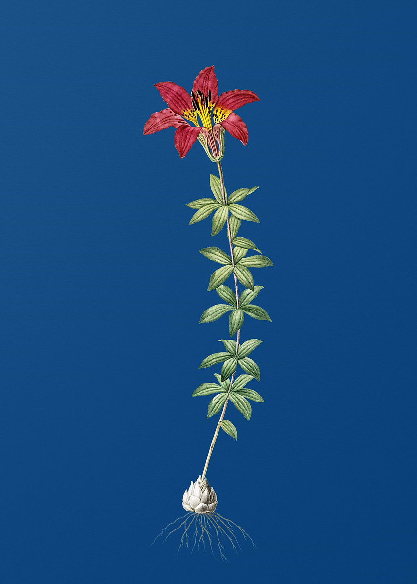 'Wood Lily on Classic Blue' Poster, picture, metal print, paint by Holy ...