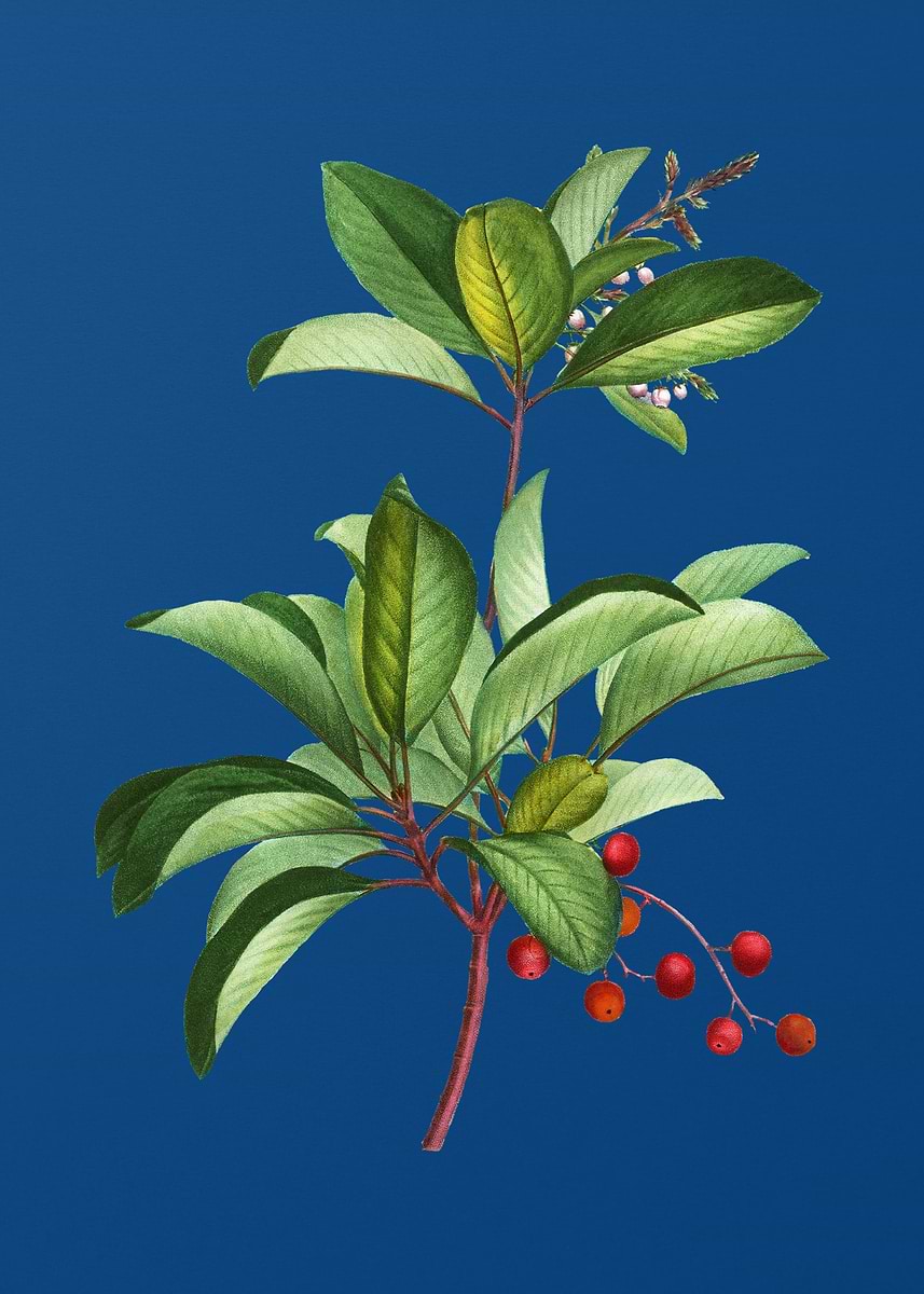 'Greek Strawberry Tree' Poster, picture, metal print, paint by Holy ...
