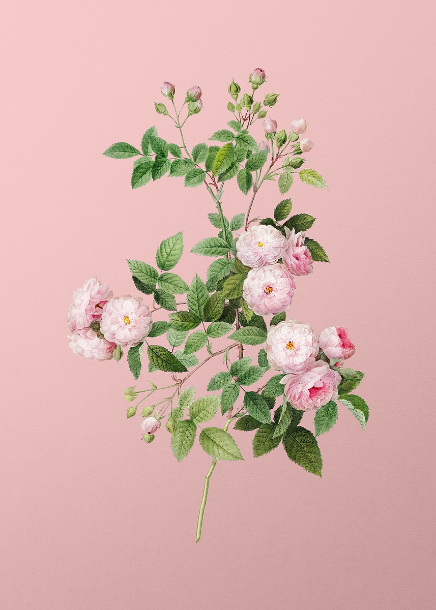 'Pink Baby Roses' Poster, picture, metal print, paint by Holy Rock ...