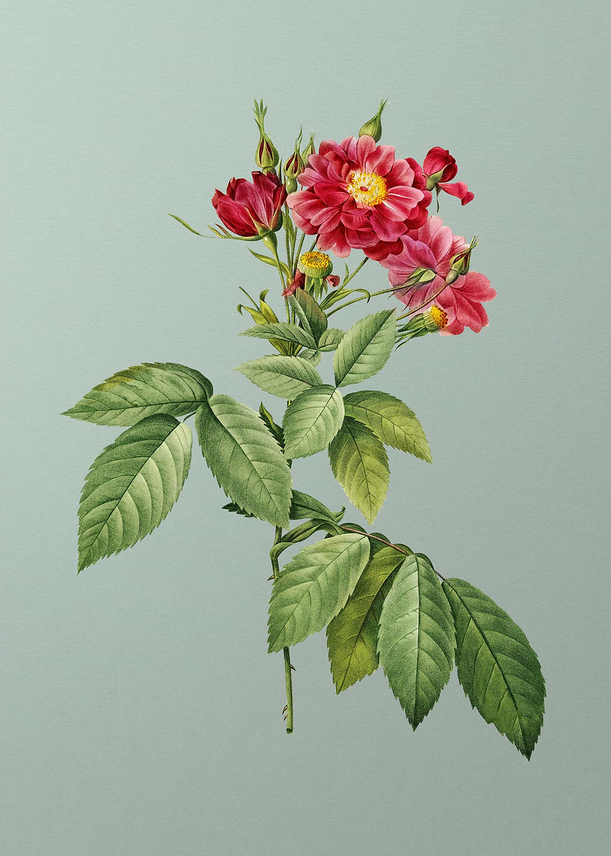 'Blooming Boursault Rose' Poster, picture, metal print, paint by Holy ...