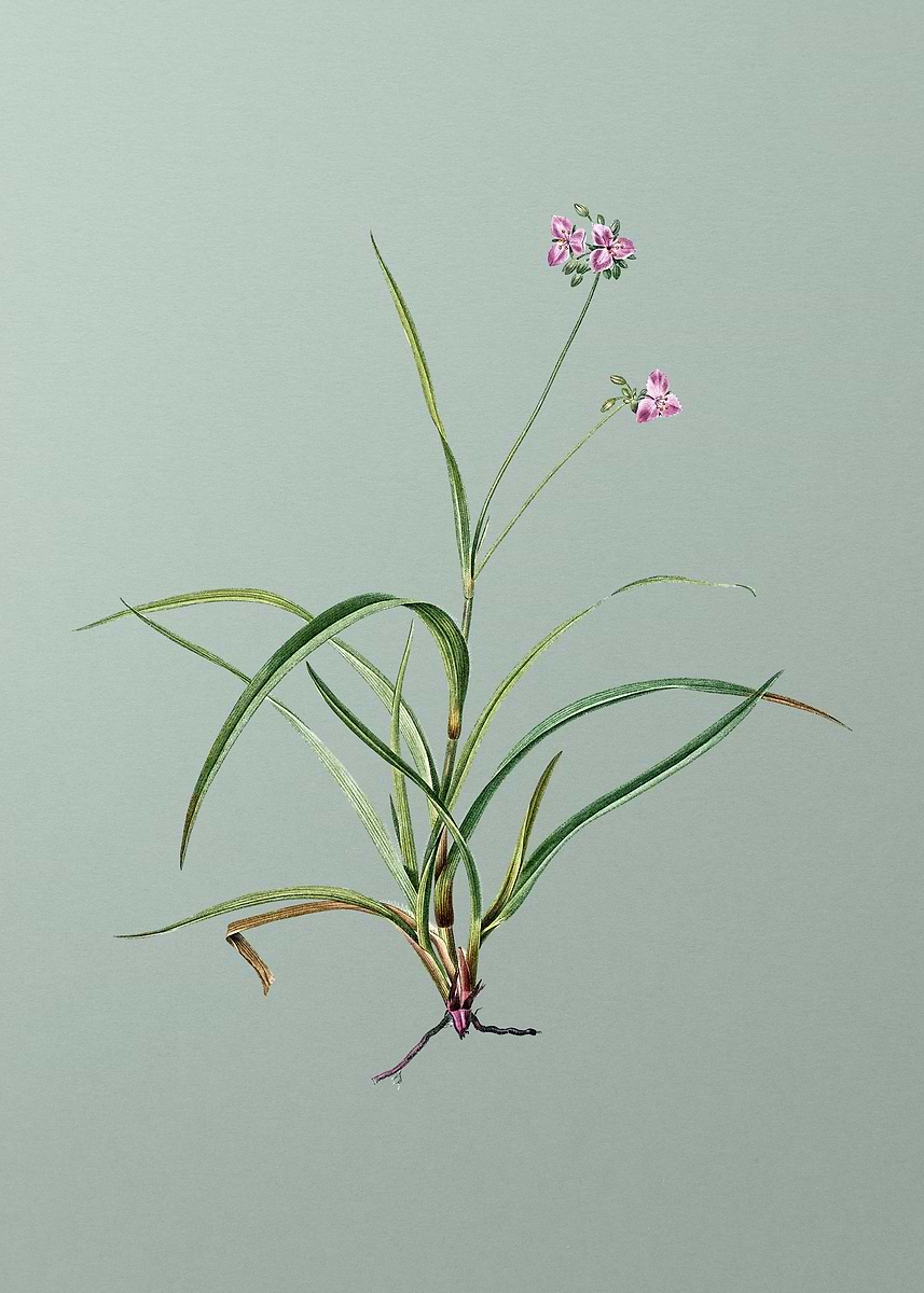 'Spiderwort on Green' Poster, picture, metal print, paint by Holy Rock ...