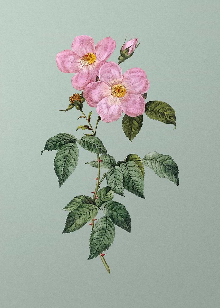 'Tea Scented Roses Bloom' Poster, picture, metal print, paint by Holy ...