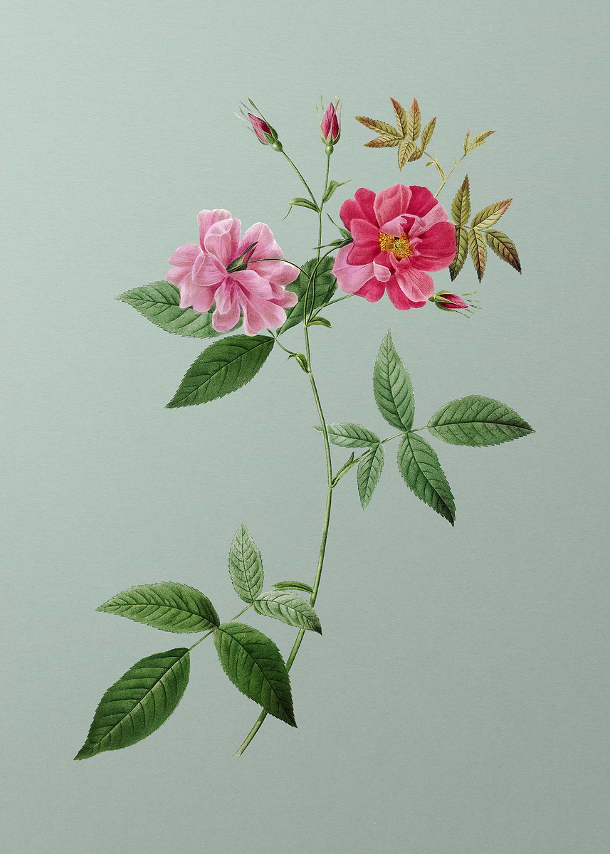 'Blooming Hudson Rosehip' Poster, picture, metal print, paint by Holy ...