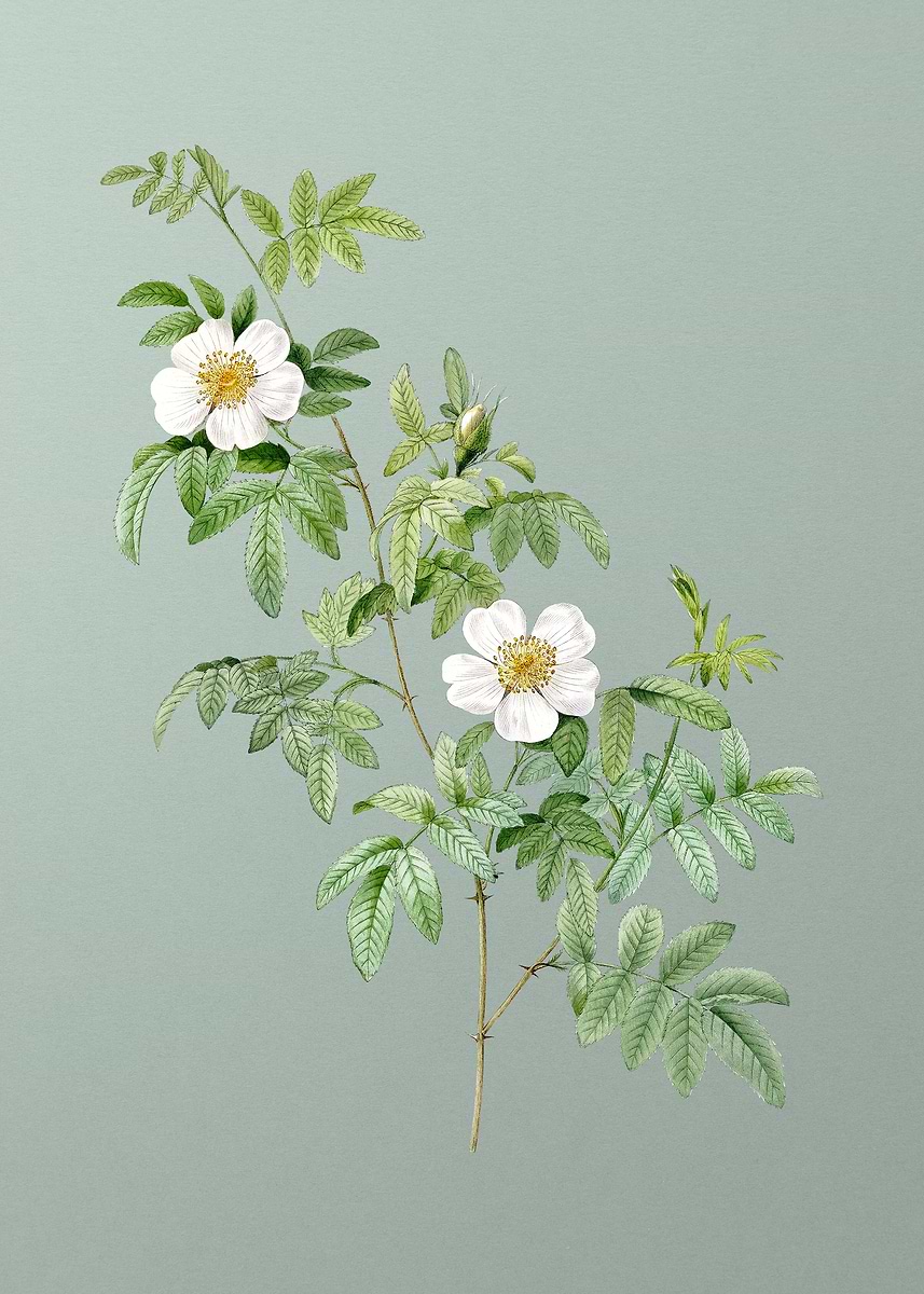 'Blooming Musk Rose on Mint' Poster, picture, metal print, paint by ...