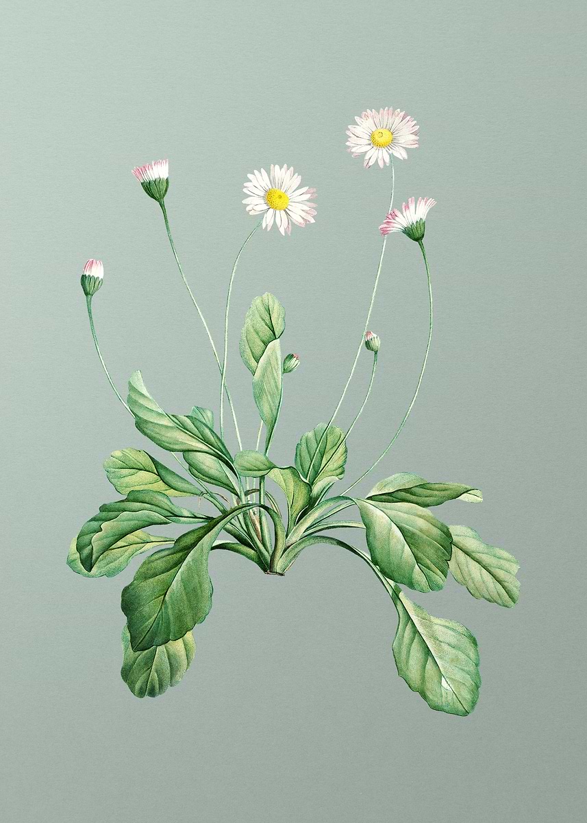 'Blooming Daisy Flowers' Poster, picture, metal print, paint by Holy ...