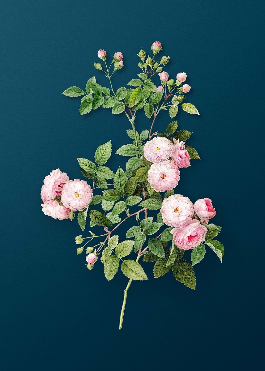'Pink Baby Roses Flower' Poster, picture, metal print, paint by Holy ...