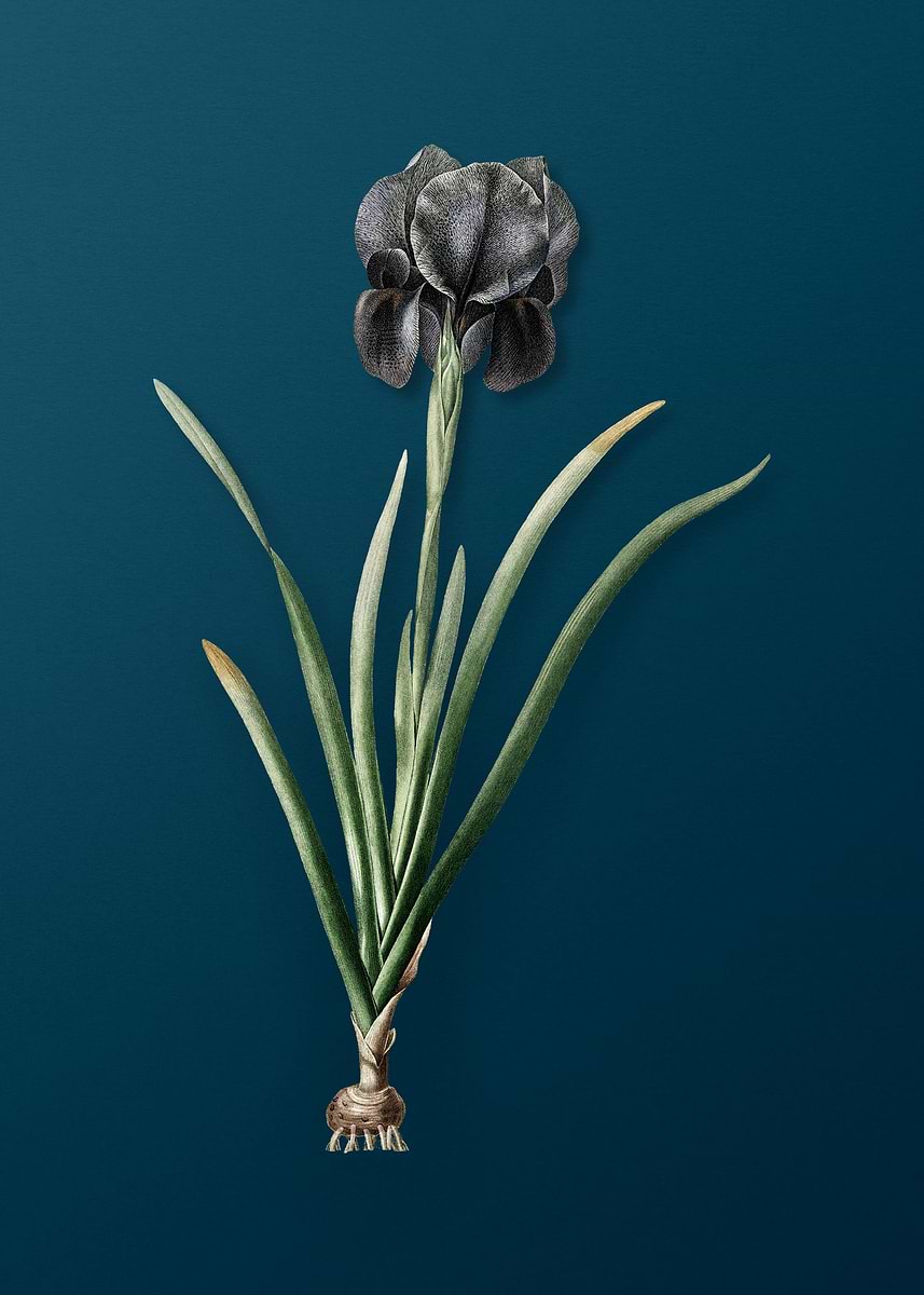 'Mourning Iris' Poster, picture, metal print, paint by Holy Rock Design ...