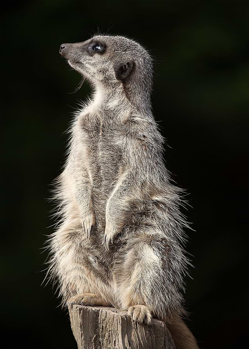 'The Lookout' Poster, picture, metal print, paint by Clint Hudson ...