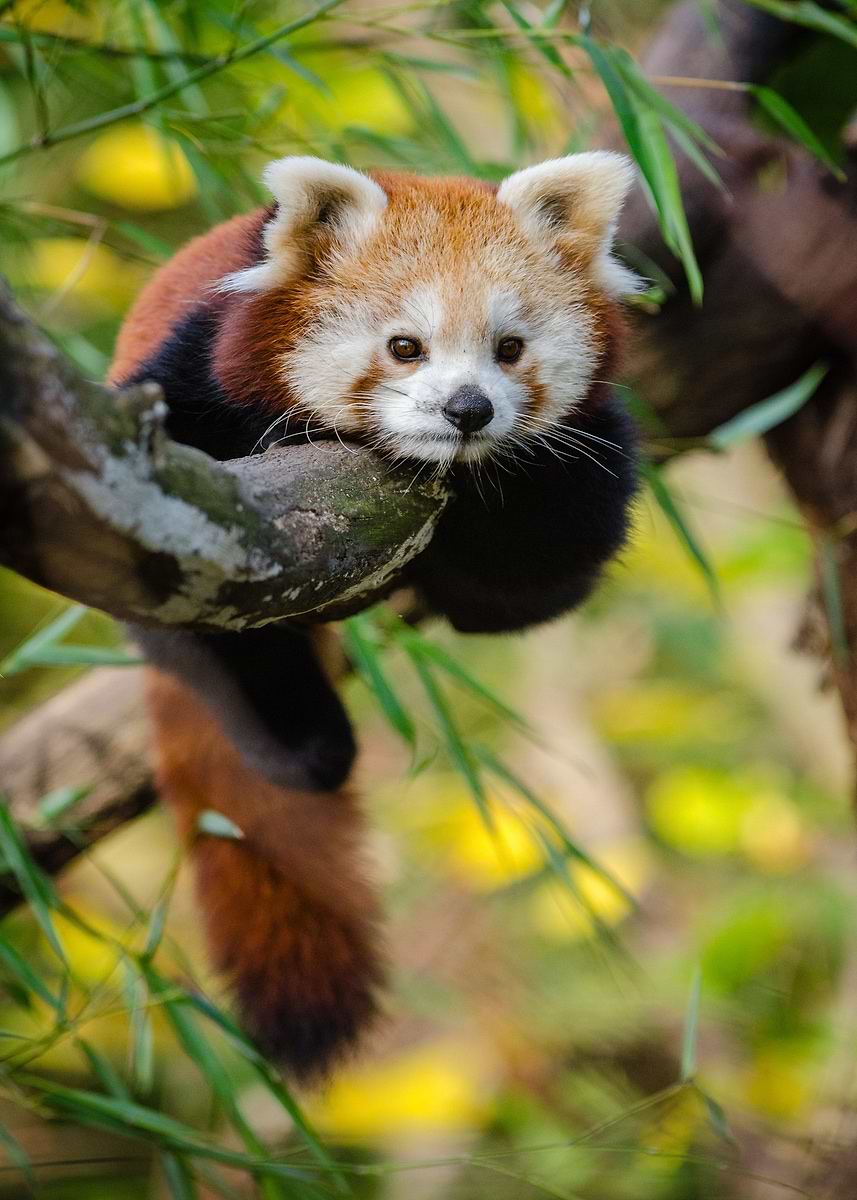 'Cute little red panda' Poster, picture, metal print, paint by PANDAS ...