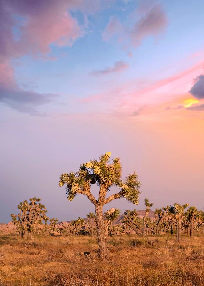 'Joshua Tree at Sunset' Poster, picture, metal print, paint by Melanie ...