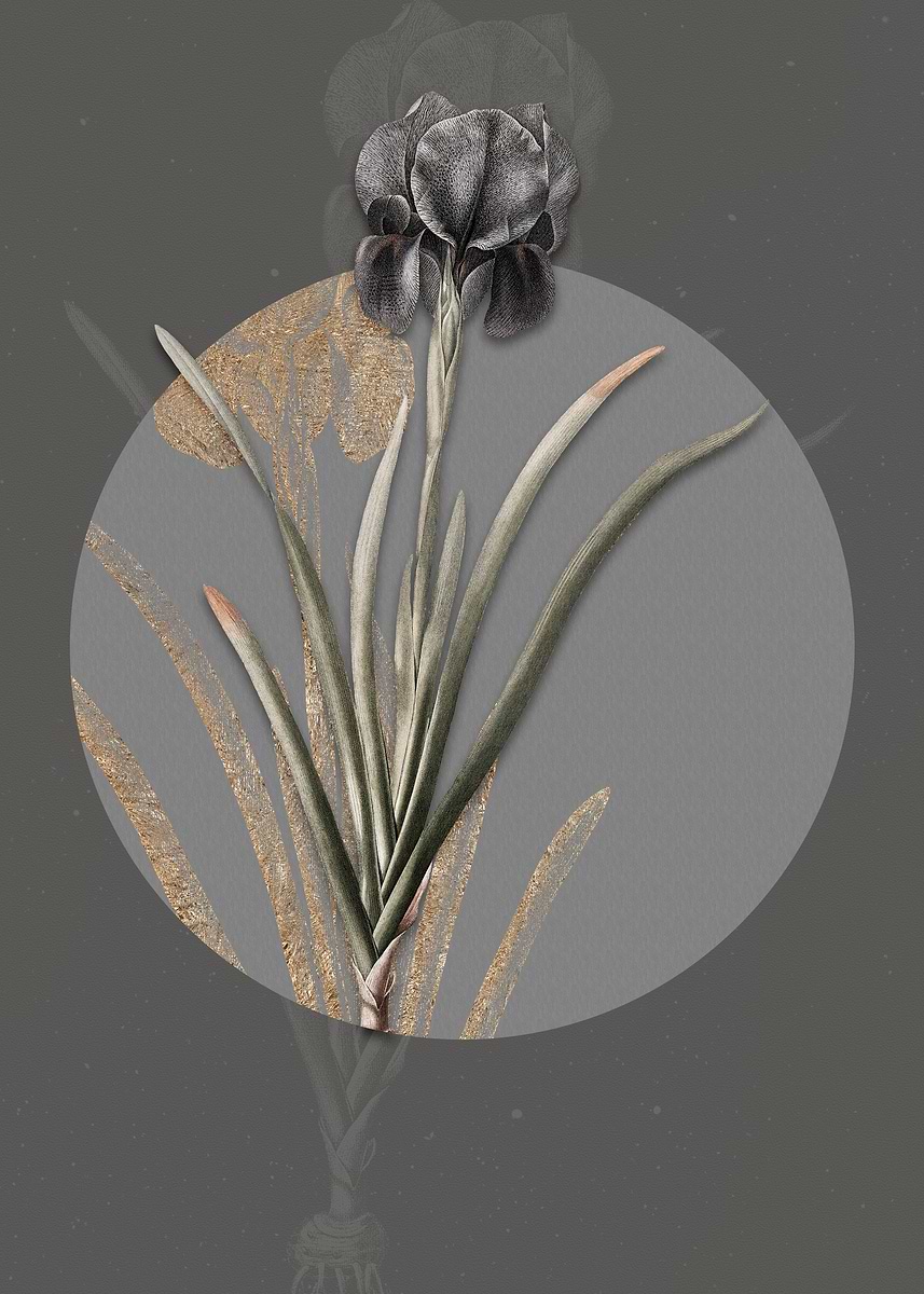 'Vintage Mourning Iris' Poster, picture, metal print, paint by Holy ...