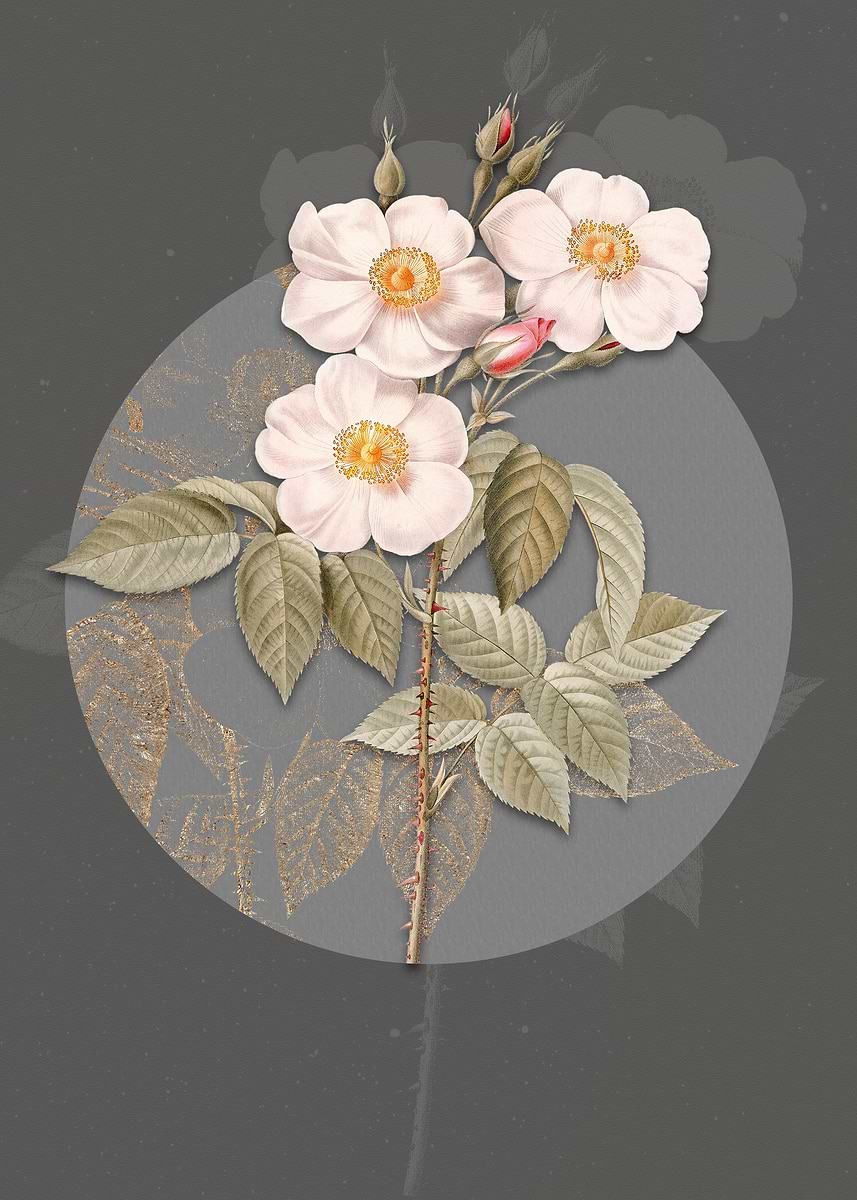'Vintage Rose of Castile' Poster, picture, metal print, paint by Holy ...