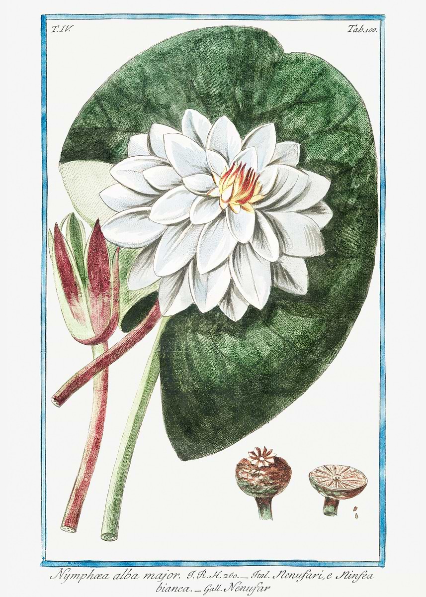 'Nymphaea alba' Poster, picture, metal print, paint by tony4urban ...