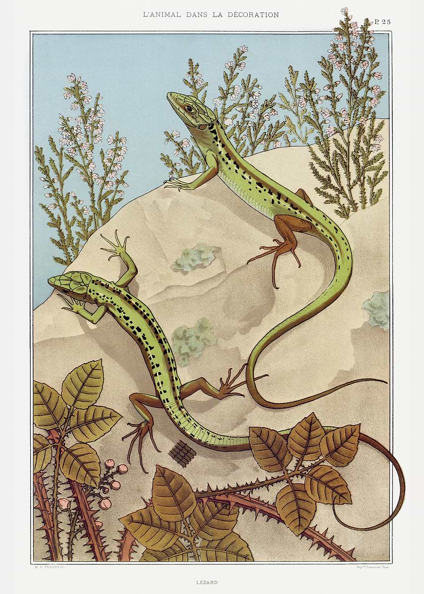 'Lizard' Poster, picture, metal print, paint by tony4urban | Displate