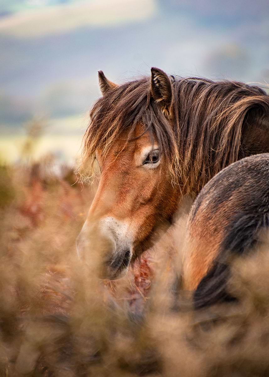 'Looking back' Poster, picture, metal print, paint by Sabine ...