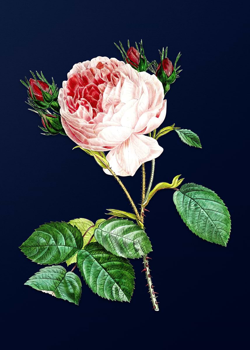 'Centifolia Rose on Blue' Poster, picture, metal print, paint by Holy ...