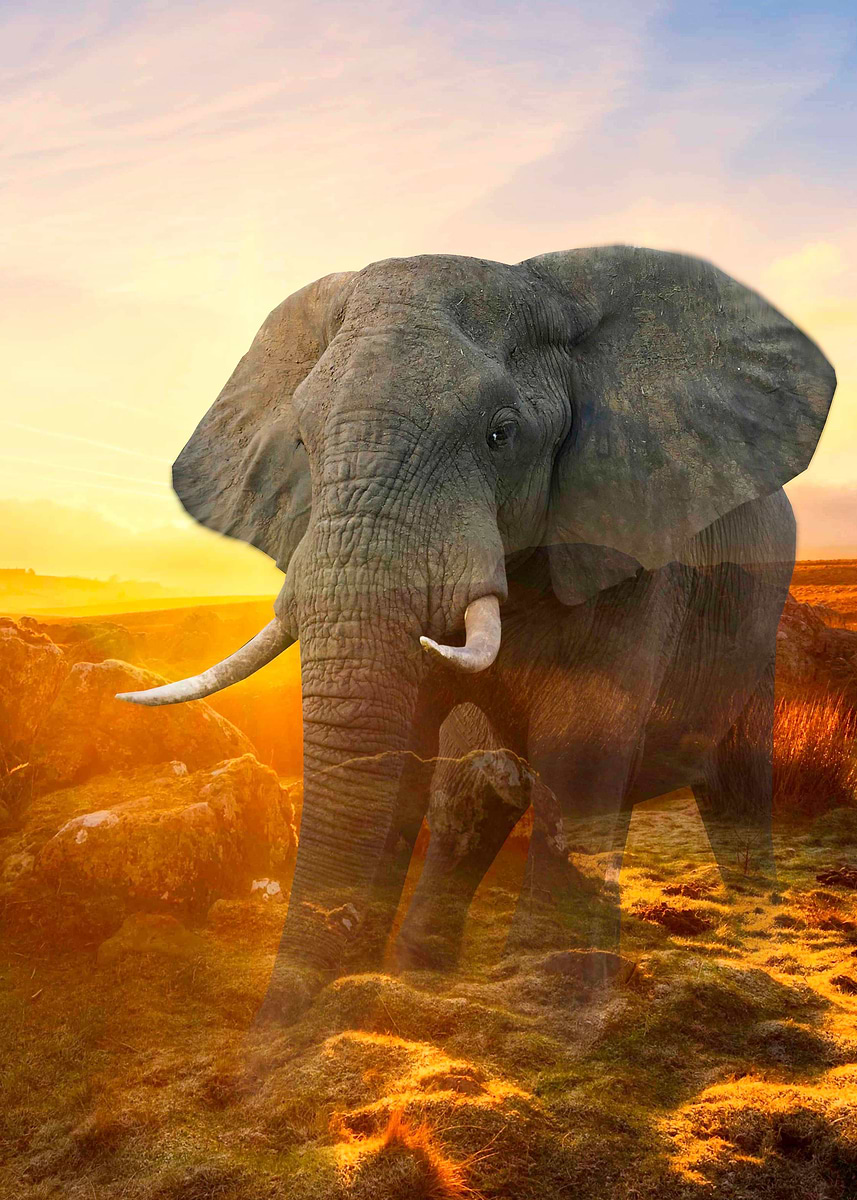 'Elephant at sunset' Poster, picture, metal print, paint by CiniArt ...