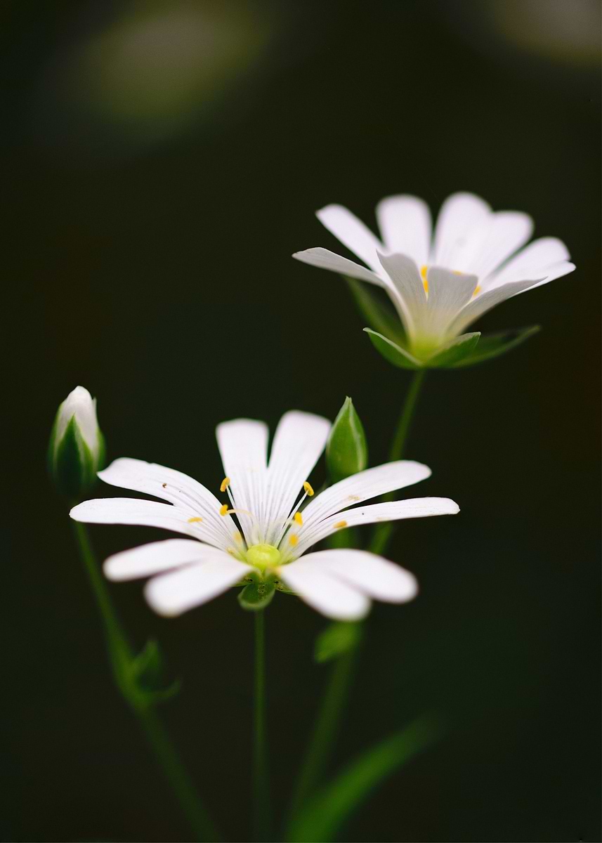 'white flower' Poster, picture, metal print, paint by DheYa Art | Displate