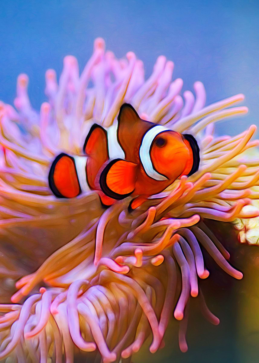 'Clownfish' Poster, picture, metal print, paint by Armstrong | Displate