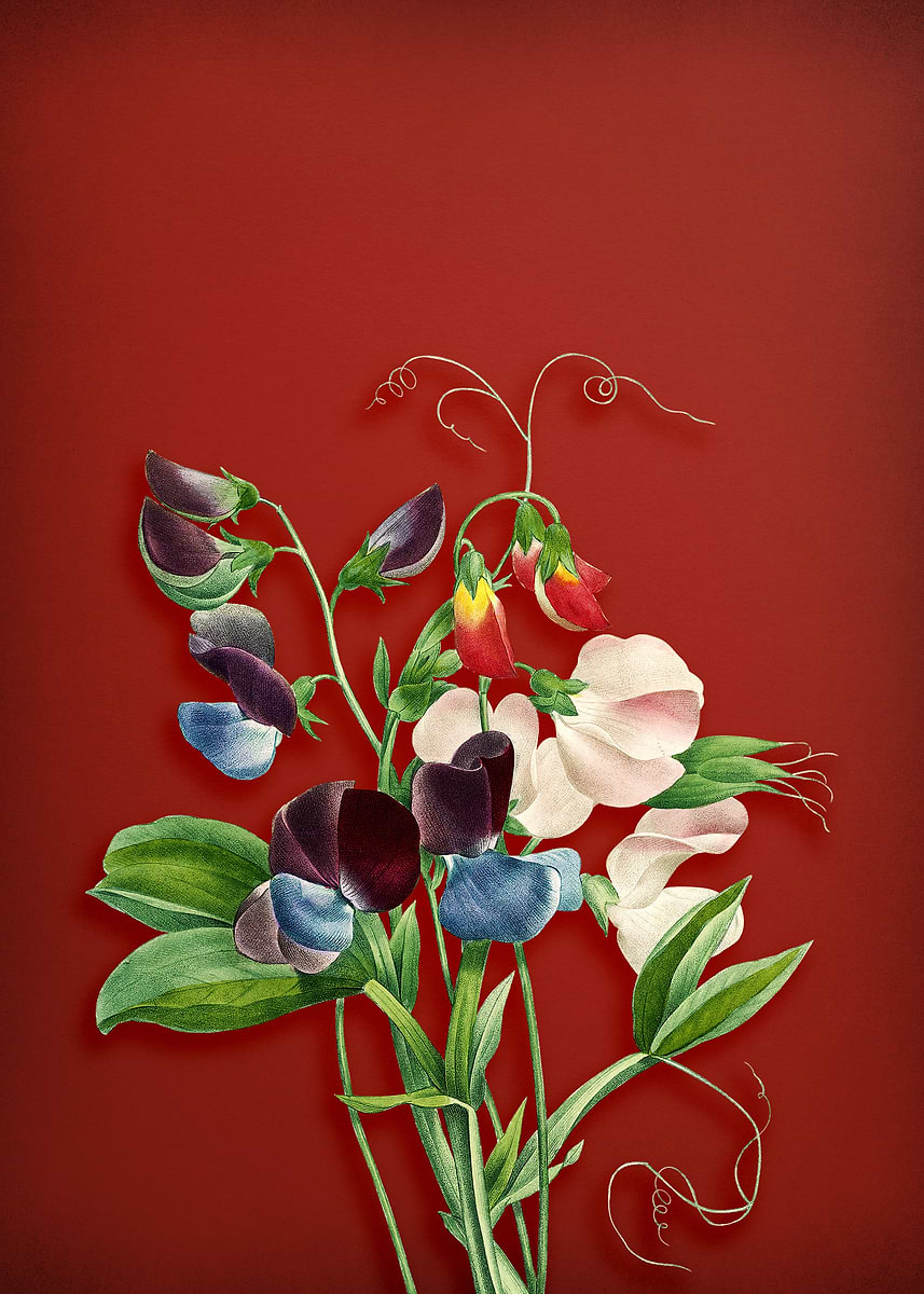 'Sweet Pea on Red' Poster, picture, metal print, paint by Holy Rock ...
