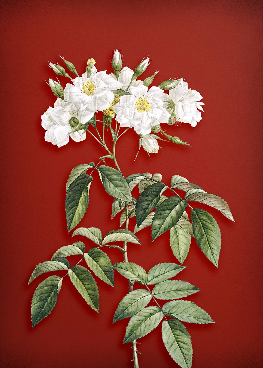 'Musk Rose on Red' Poster, picture, metal print, paint by Holy Rock ...